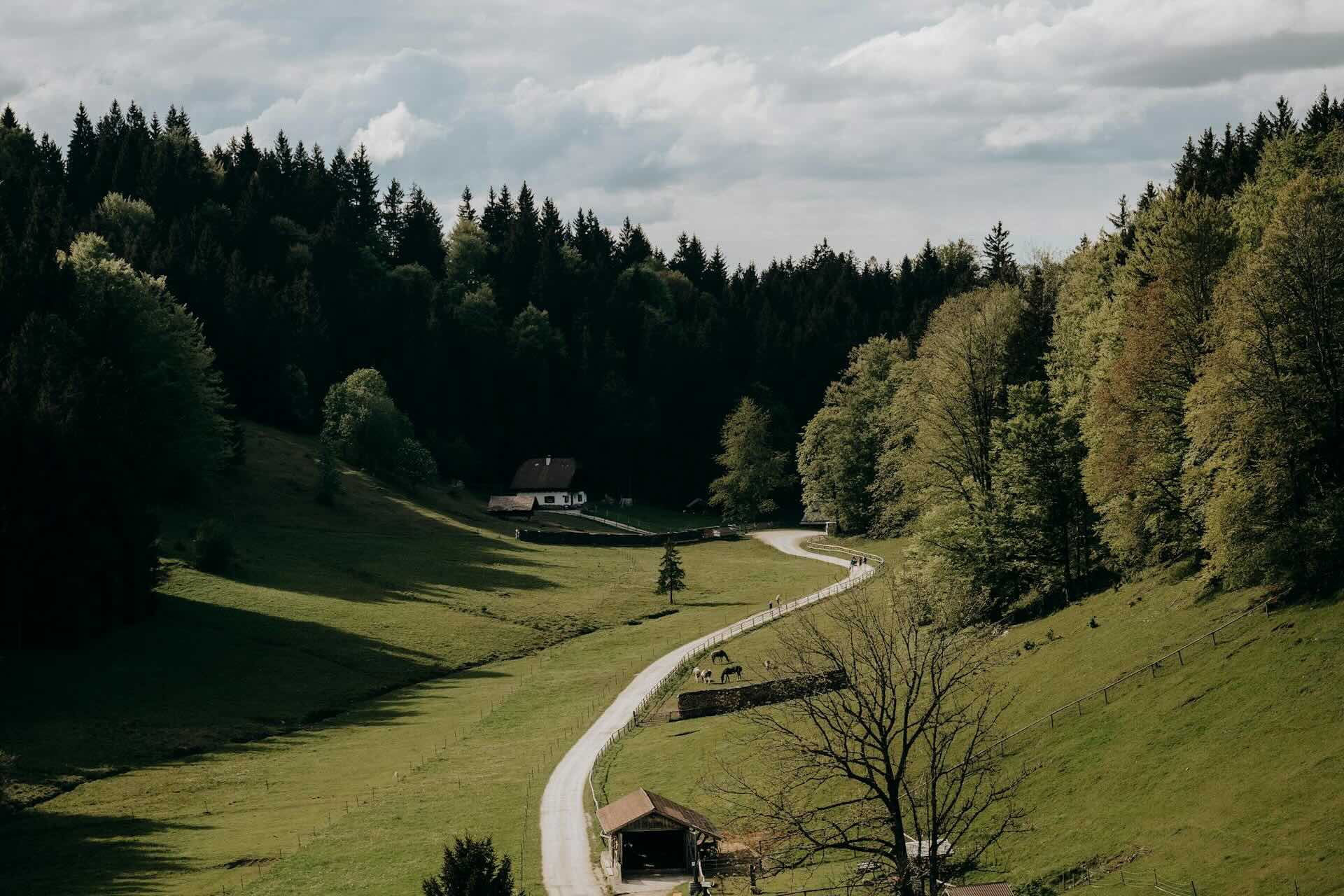 Buffalo, NY, Oak Trees Threatened by Oak Wilt Disease - Saving Oaks ...