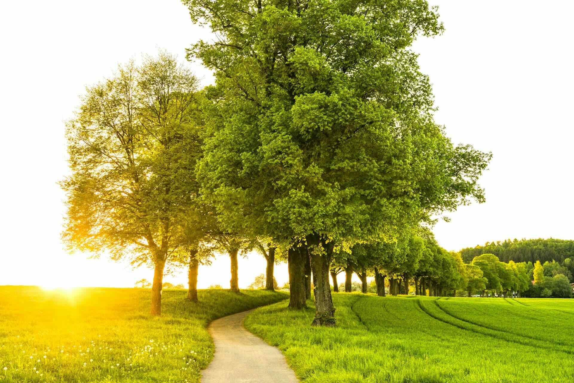 Protect Oak Trees from Wilt Disease in Buffalo Niagara - Saving Oaks ...