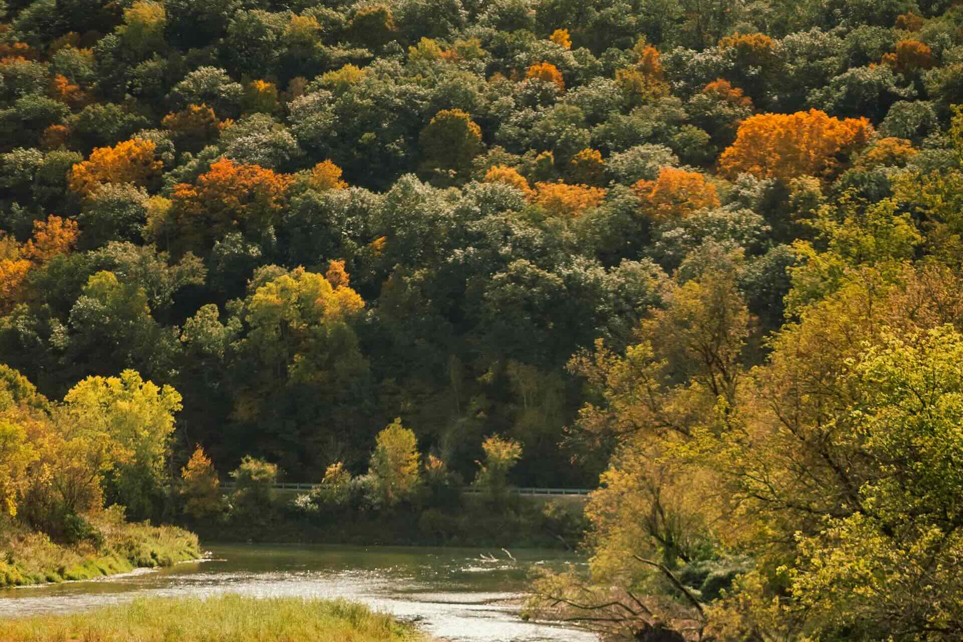 Effective Oak Wilt Treatments: How to Protect Your Trees - Saving Oaks ...