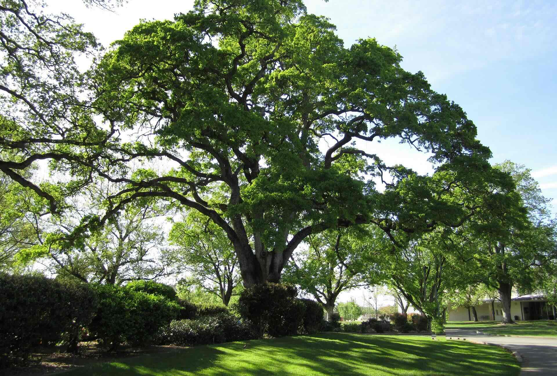 How Tree Injections Protect Oak Trees from Oak Wilt - Saving Oaks | Oak ...